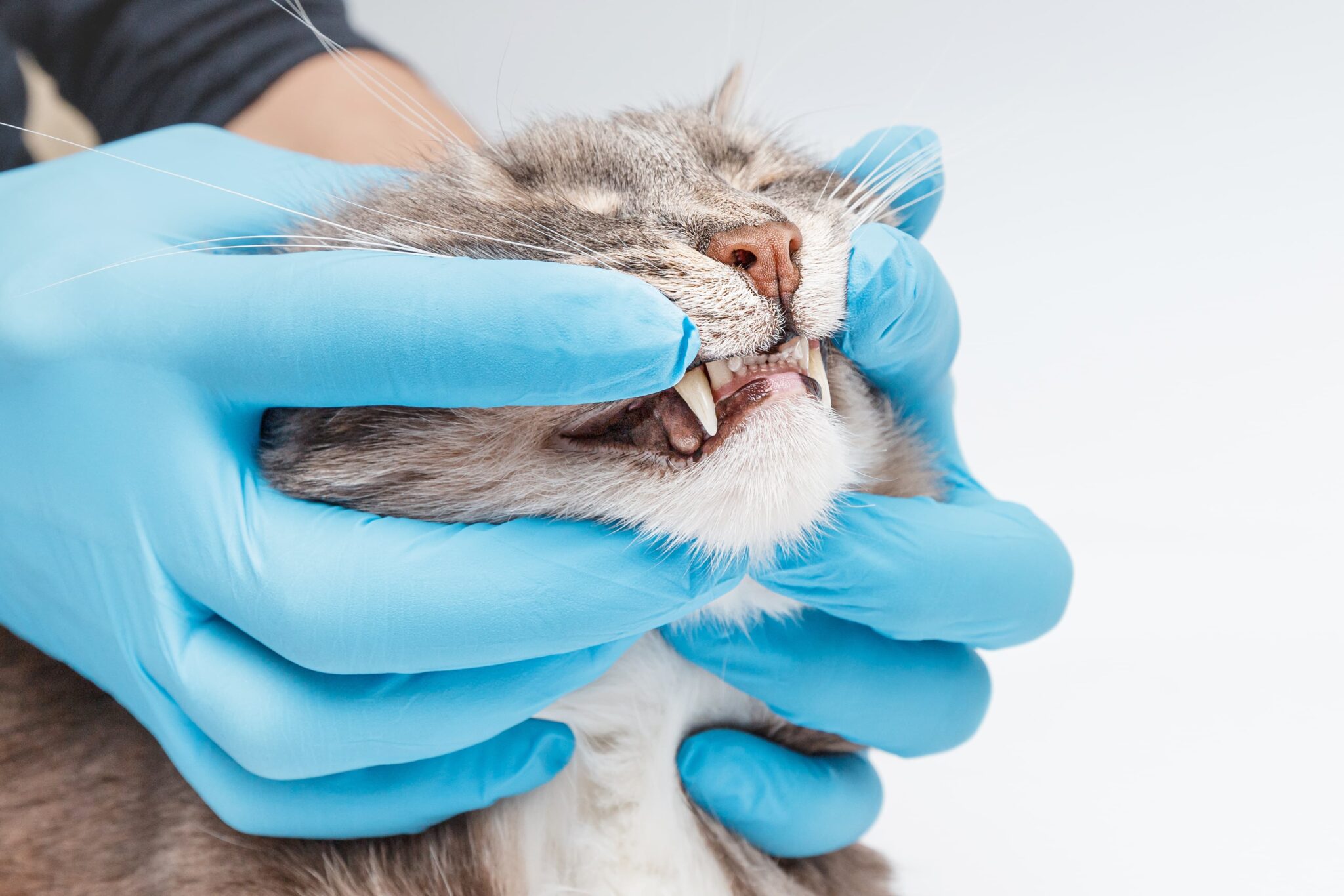 Veterinarian in Winter Haven, FL - Compassion Animal Hospital
